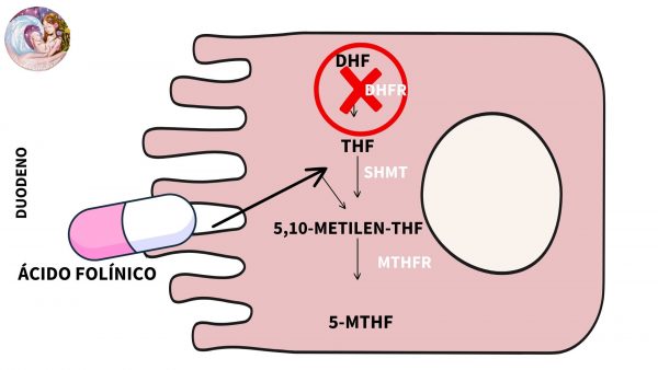 Folato activo 5MTHF - Comadrona en la Ola